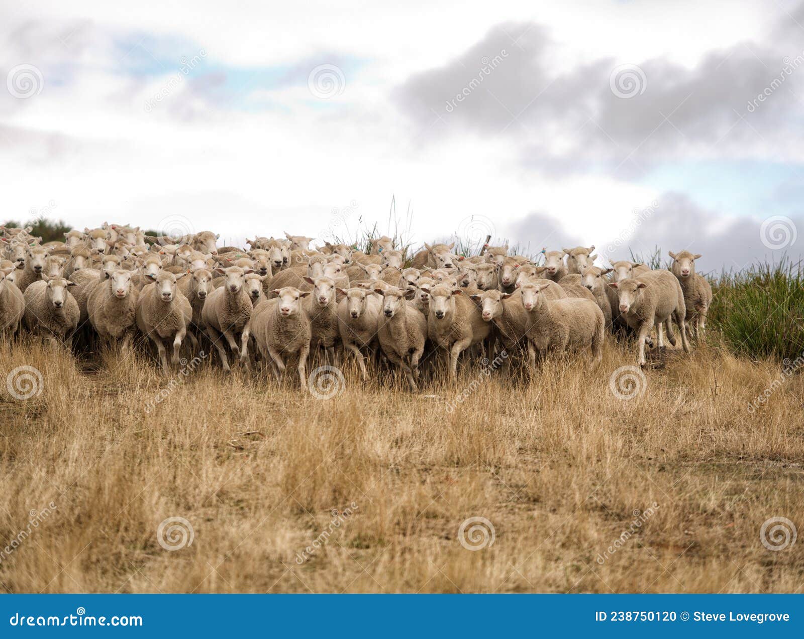 Sheep in Paddock stock photo. Image of paddock, fleece - 238750120