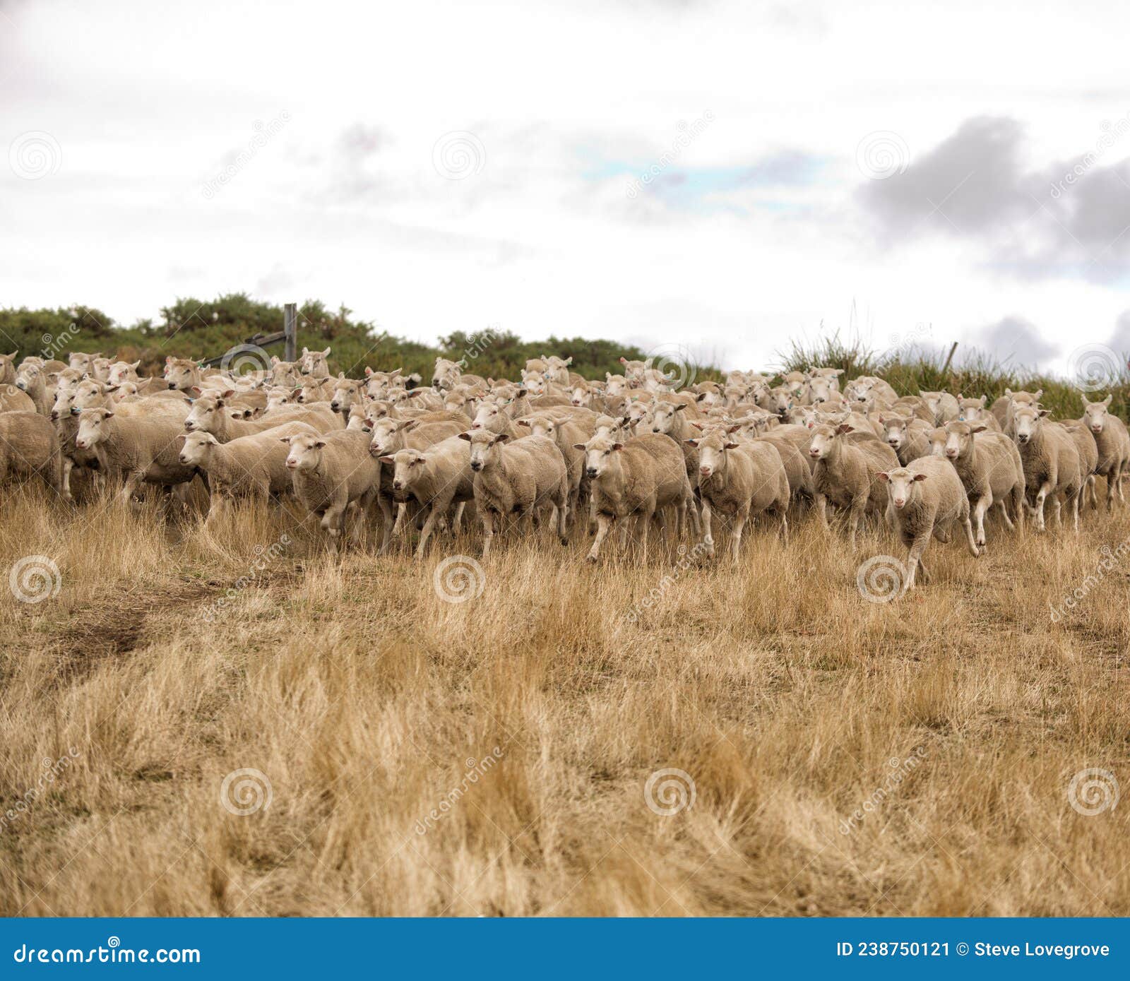 Sheep in Paddock stock image. Image of australia, tasmania - 238750121