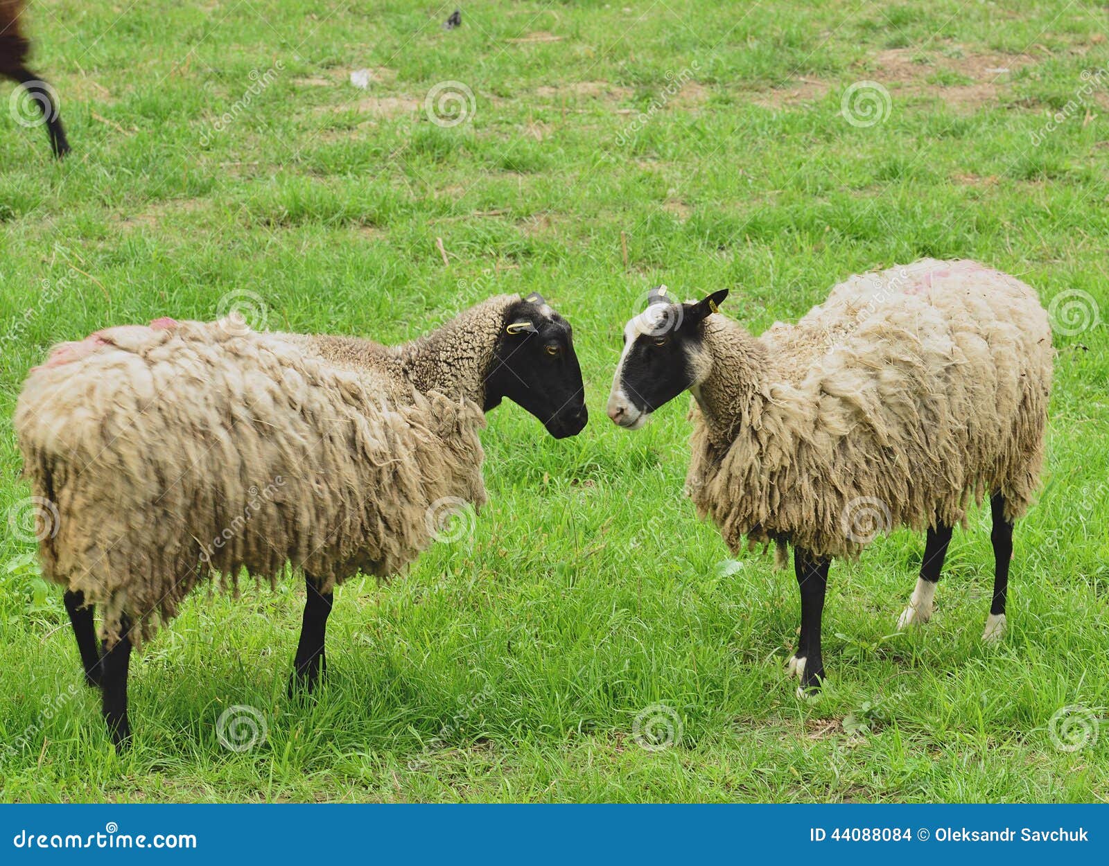 Sheep stock photo. Image of park, nature, vegetation - 44088084