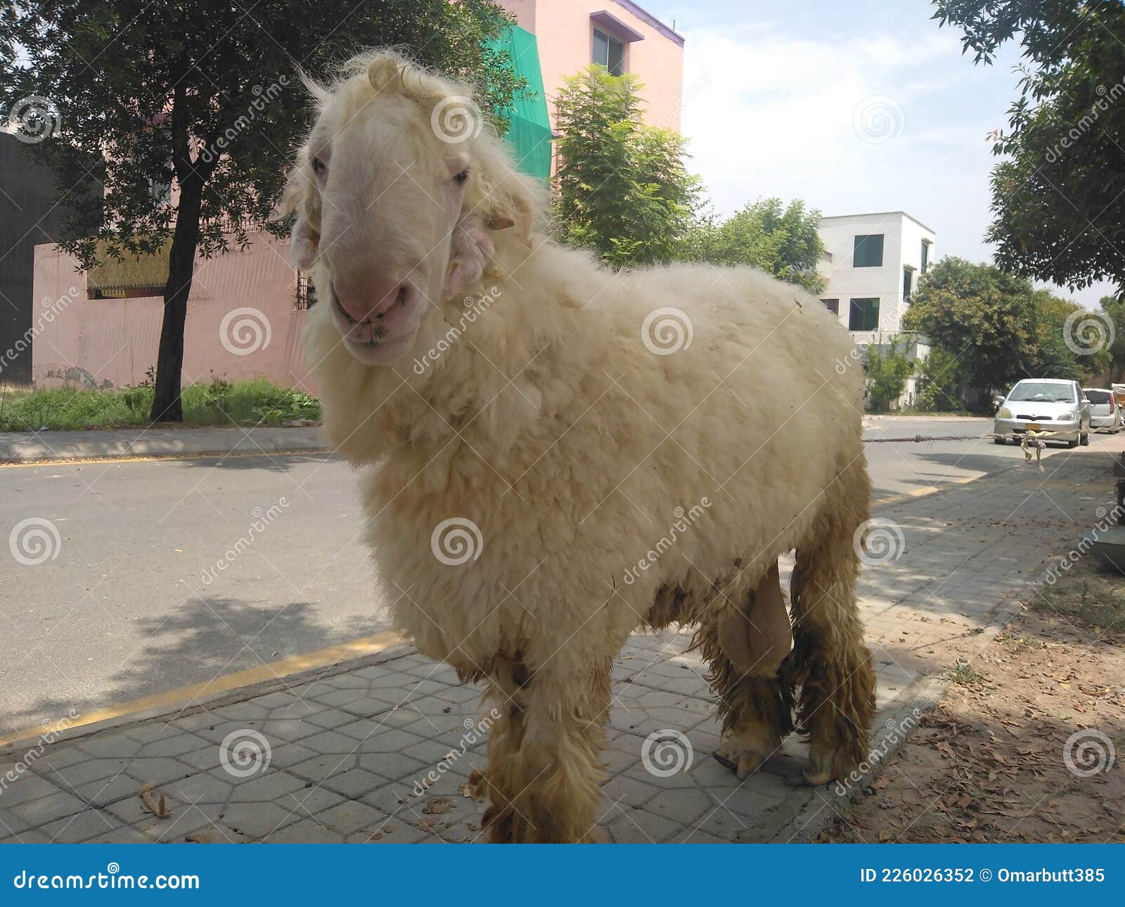Sheep in pakistan stock photo. Image of white, sheep - 226026352