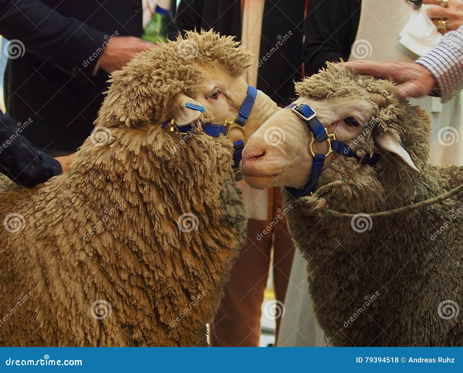 Sheep at a Party. stock photo. Image of sheep, outdoors - 79394518
