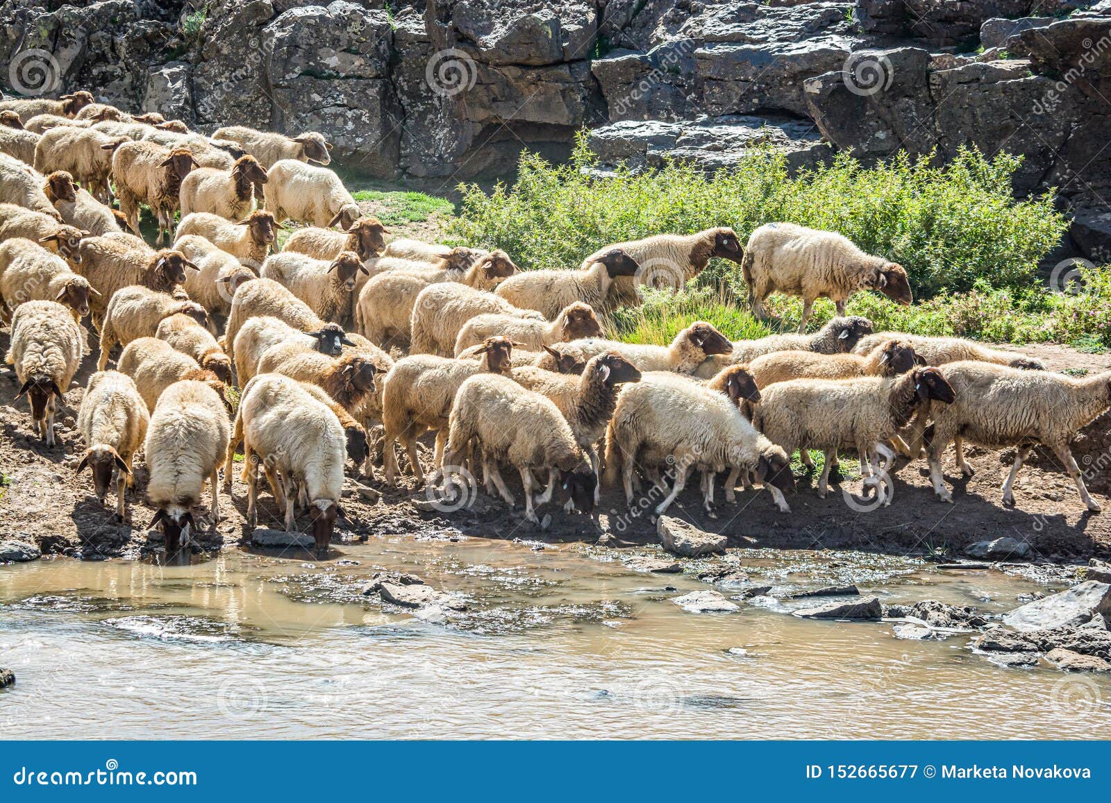 Sheep Passing by River in Moroccan Mountains Stock Image - Image of ...