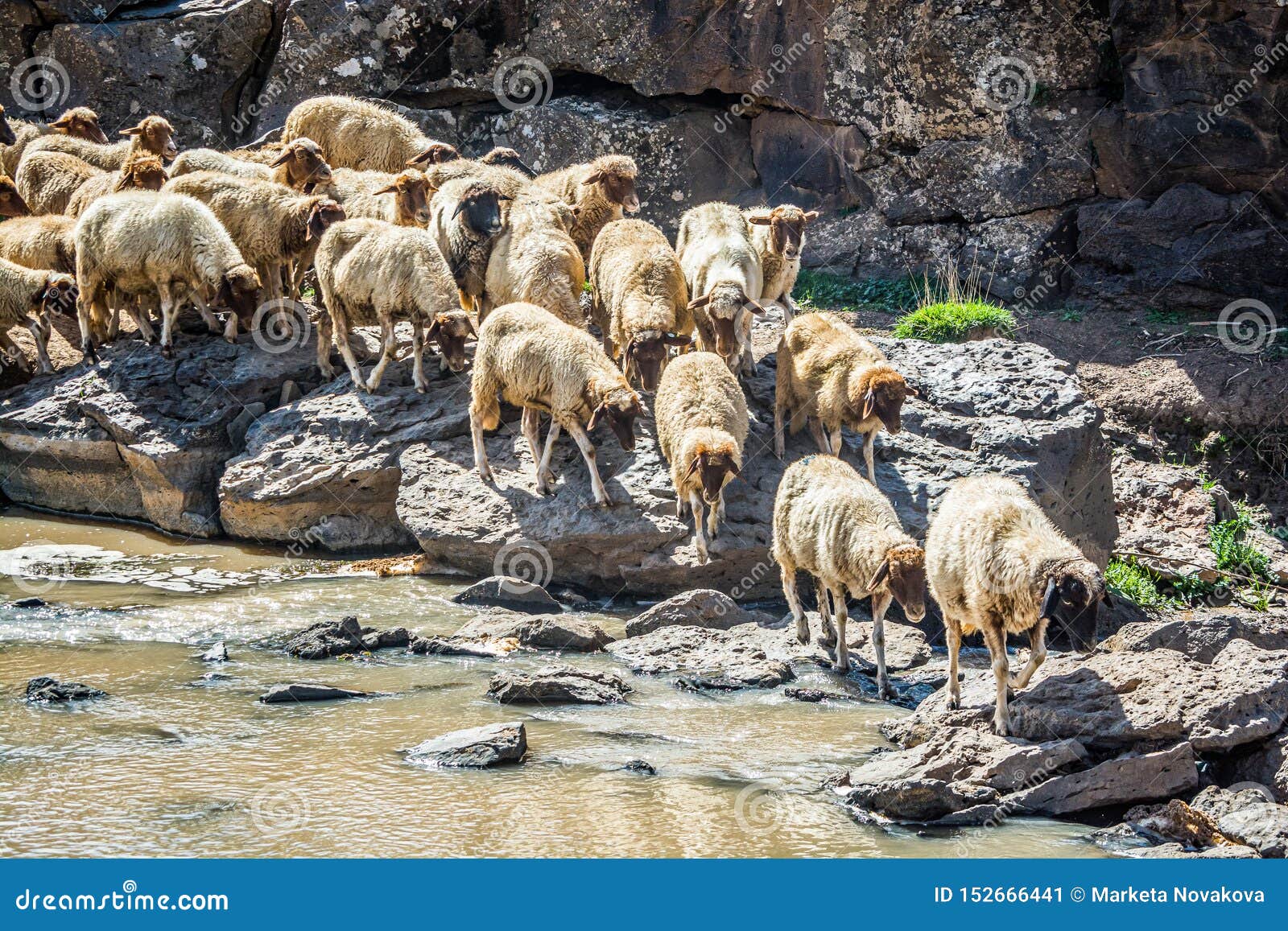 Sheep Passing by River in Moroccan Mountains Stock Image - Image of ...