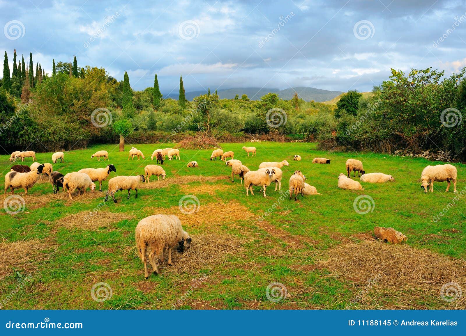 Sheep in pasture stock image. Image of grazing, scenic - 11188145