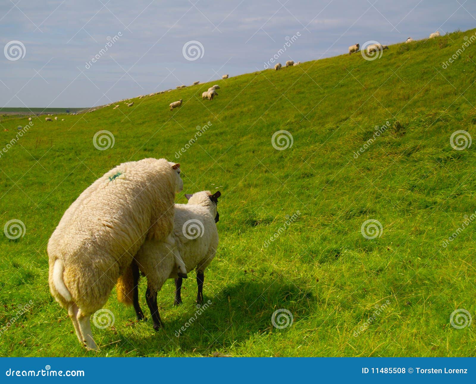 Sheep on pasture stock photo. Image of grass, farmland - 11485508