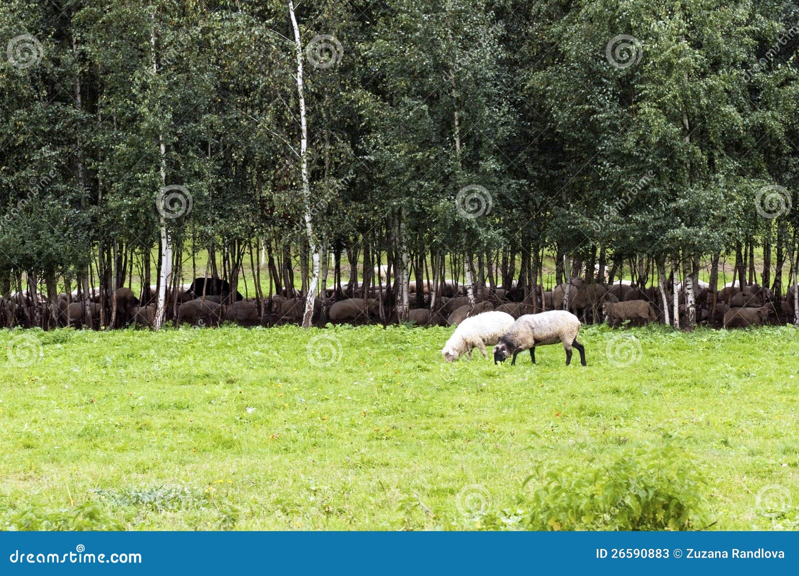 Sheep on pasture stock image. Image of field, farmland - 26590883