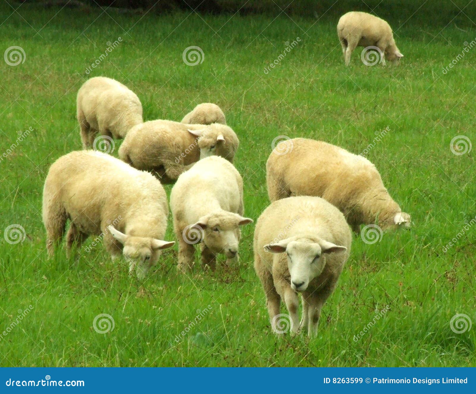 Sheep in the pasture stock image. Image of scenic, land - 8263599