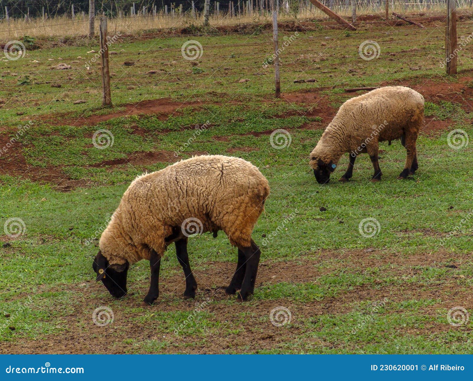 Sheep on pasture in Brazil stock image. Image of land - 230620001