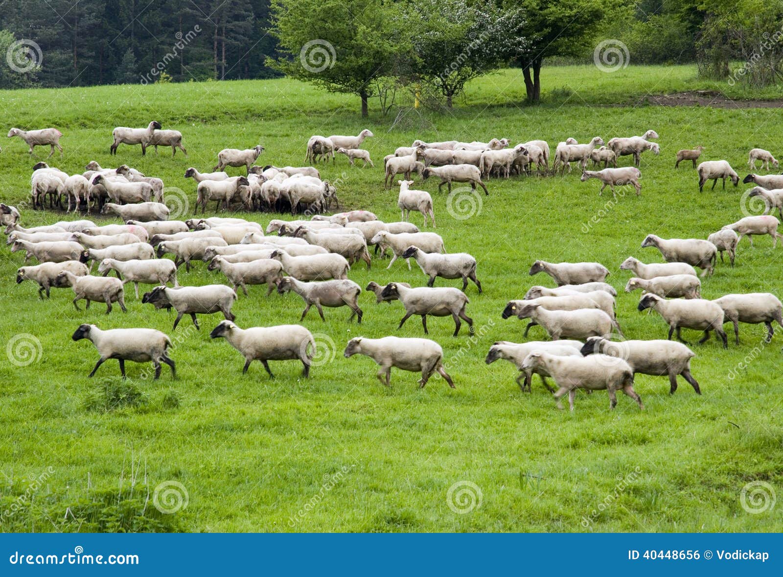 Sheep on pasture stock photo. Image of curious, several - 40448656