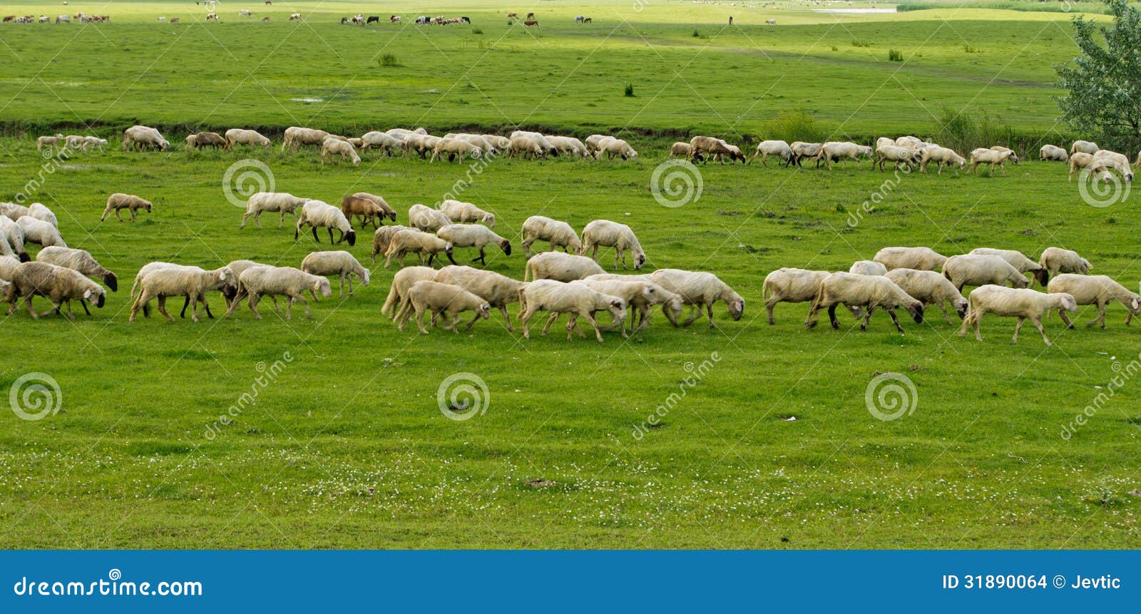 Sheep on pasture stock photo. Image of fluffy, breeding - 31890064
