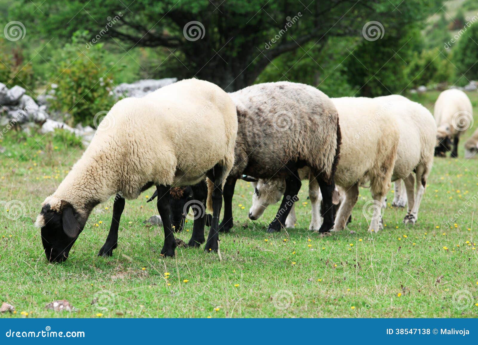 Sheep on pasture stock photo. Image of pasture, rural - 38547138