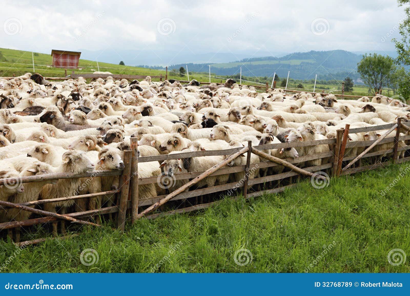 Sheep stock image. Image of coat, flock, countryside - 32768789