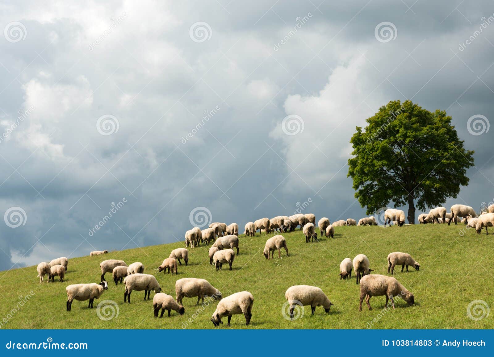 Sheep pasture on the hill stock image. Image of cloudy - 103814803