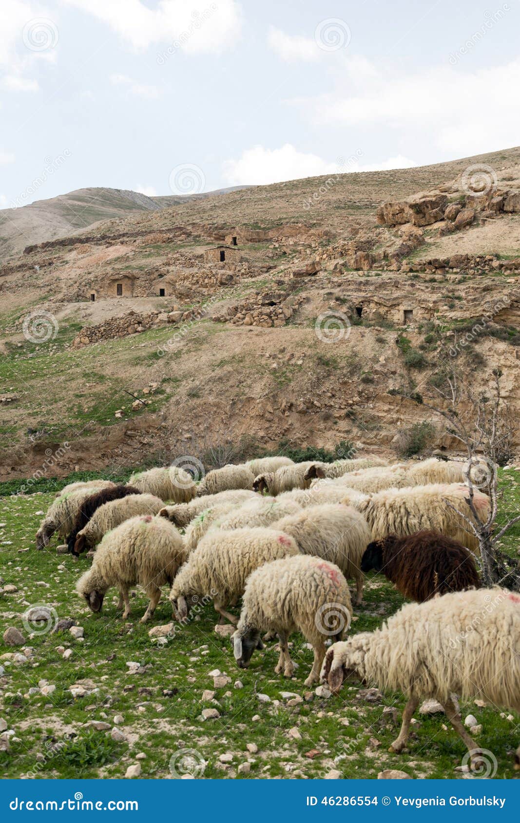 Sheep stock photo. Image of grass, animal, sheeps, land - 46286554