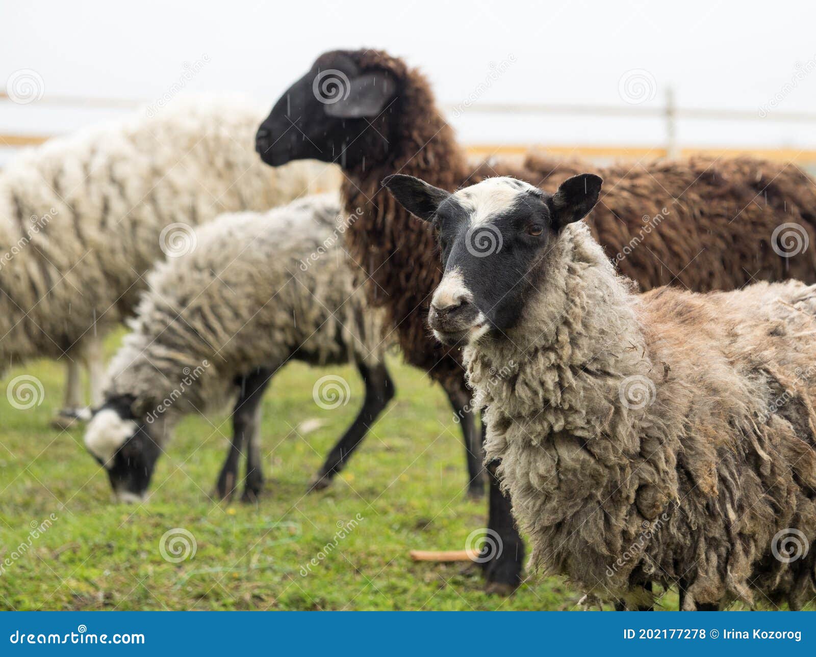 Sheep in the pasture stock photo. Image of grass, breeding - 202177278