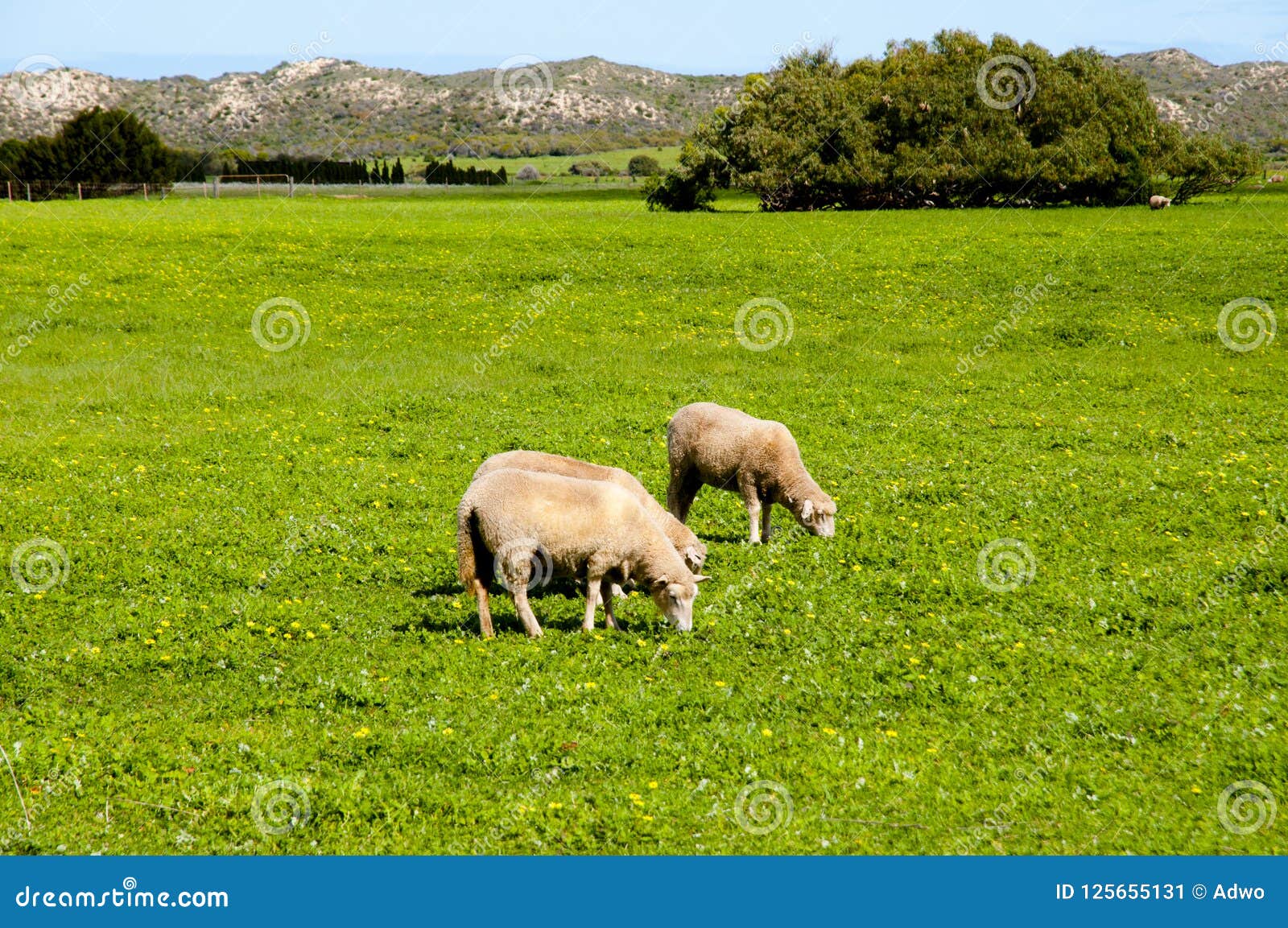 Sheep Pasture - Port Jackson - New Zealand Stock Photography ...