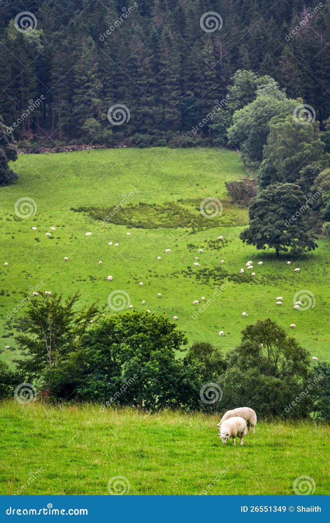 Sheep on Pasture in Mountain Stock Image - Image of green, tree: 26551349