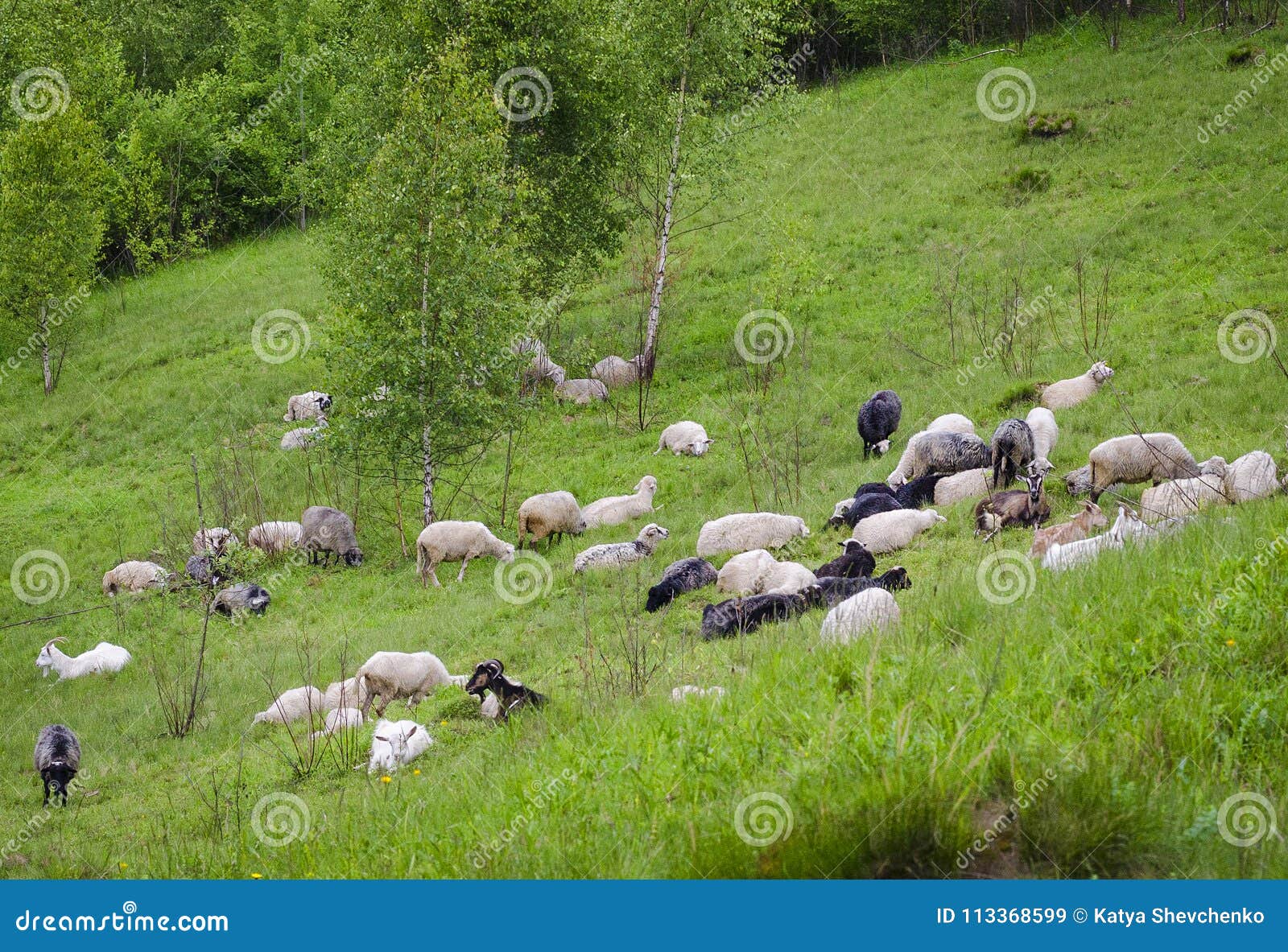Sheep on pasture stock image. Image of agriculture, calm - 113368599