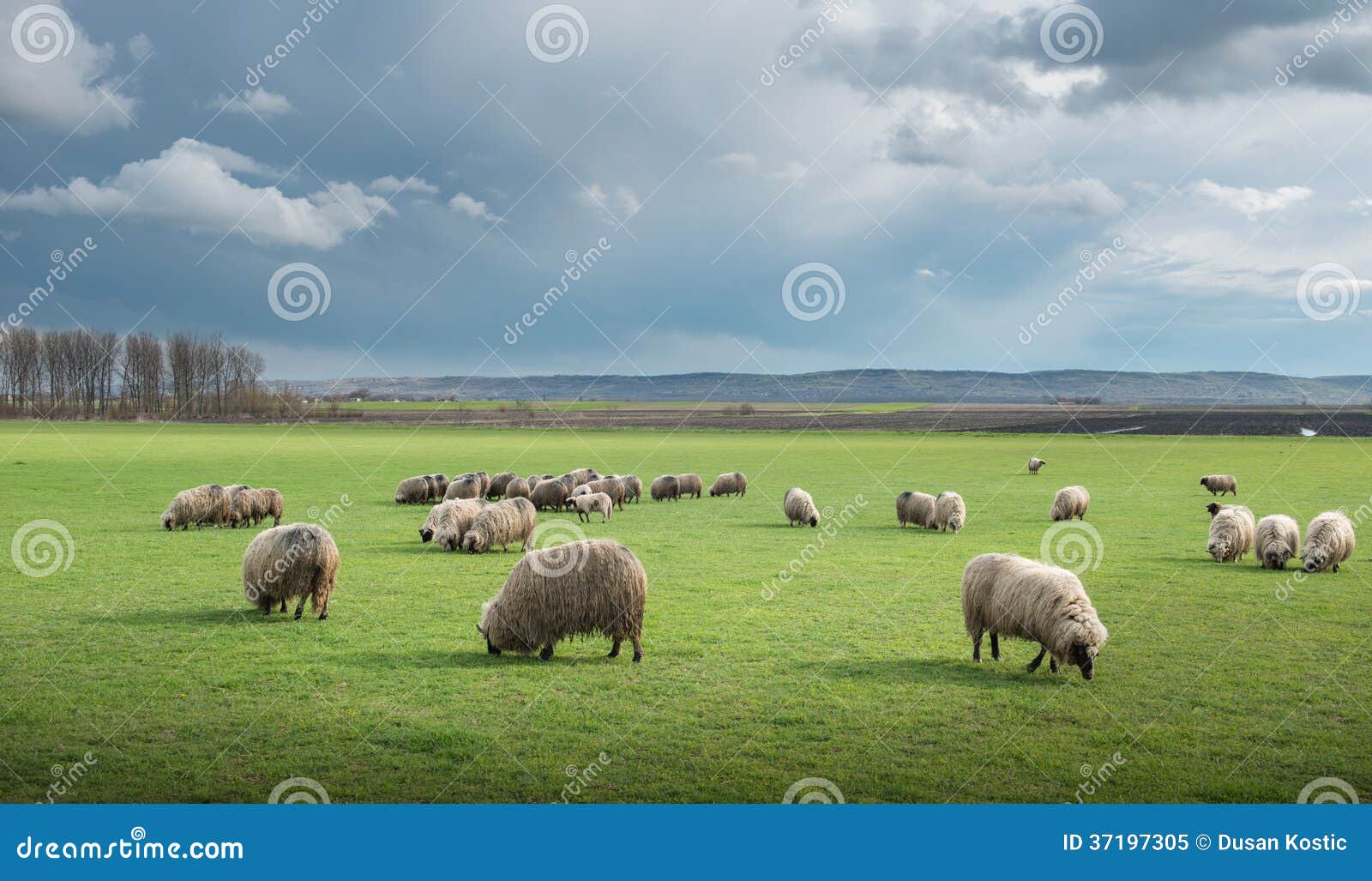 Sheep on pasture stock image. Image of scenic, colorful - 37197305