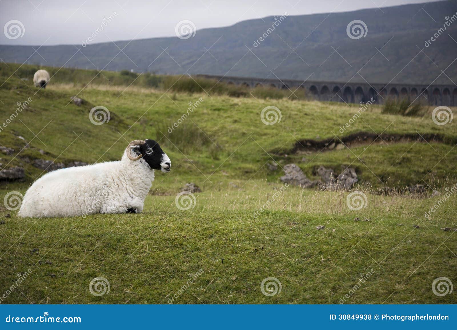 Sheep on Pasture Yorkshire Dales Yorkshire England Stock Photo - Image ...