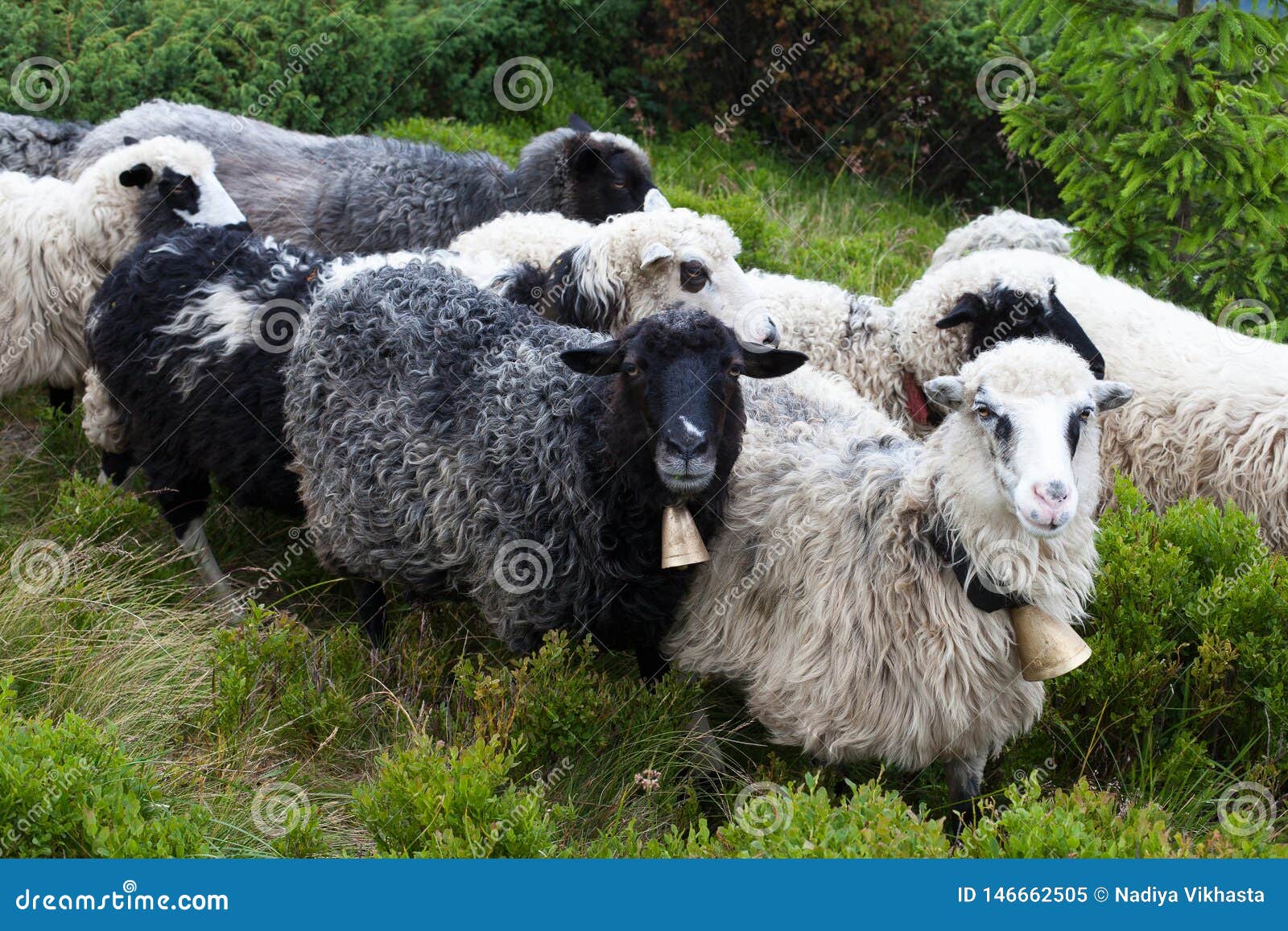 Sheep on the Trail in the Mountains Stock Image - Image of landscape ...