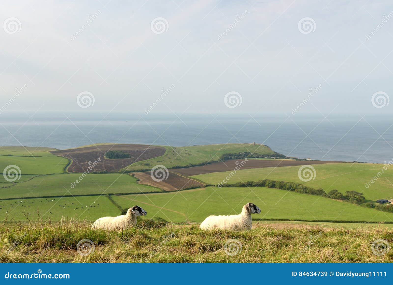 Sheep on path, Swyre Head stock image. Image of ramble - 84634739