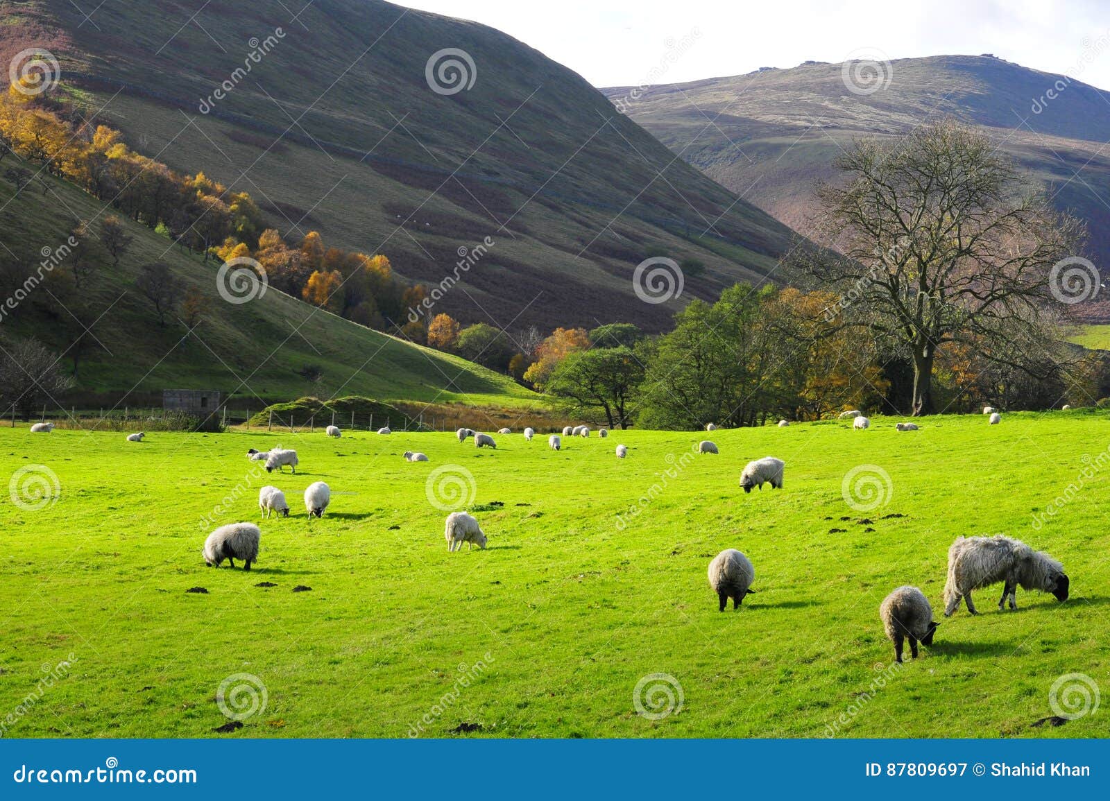 Sheep Peak District England UK Stock Image - Image of mountains ...