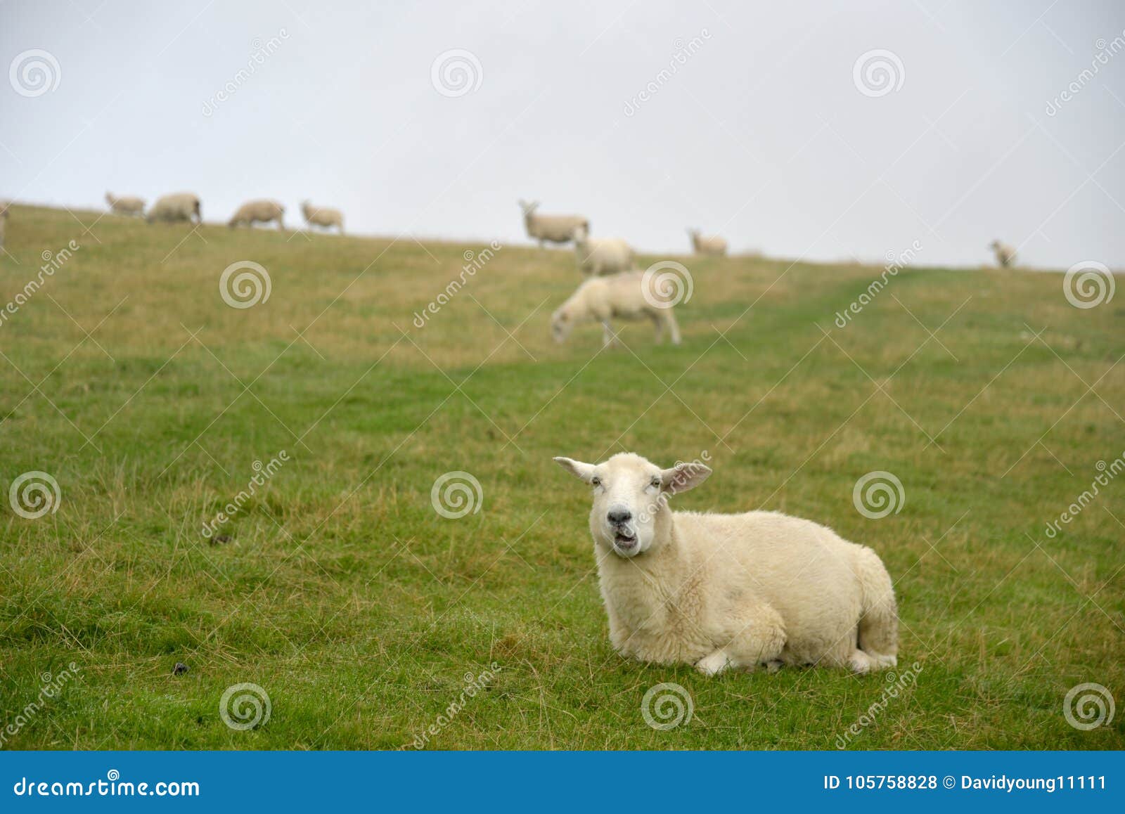 Sheep in Mist on Countisbury, Exmoor, North Devon Stock Photo - Image ...