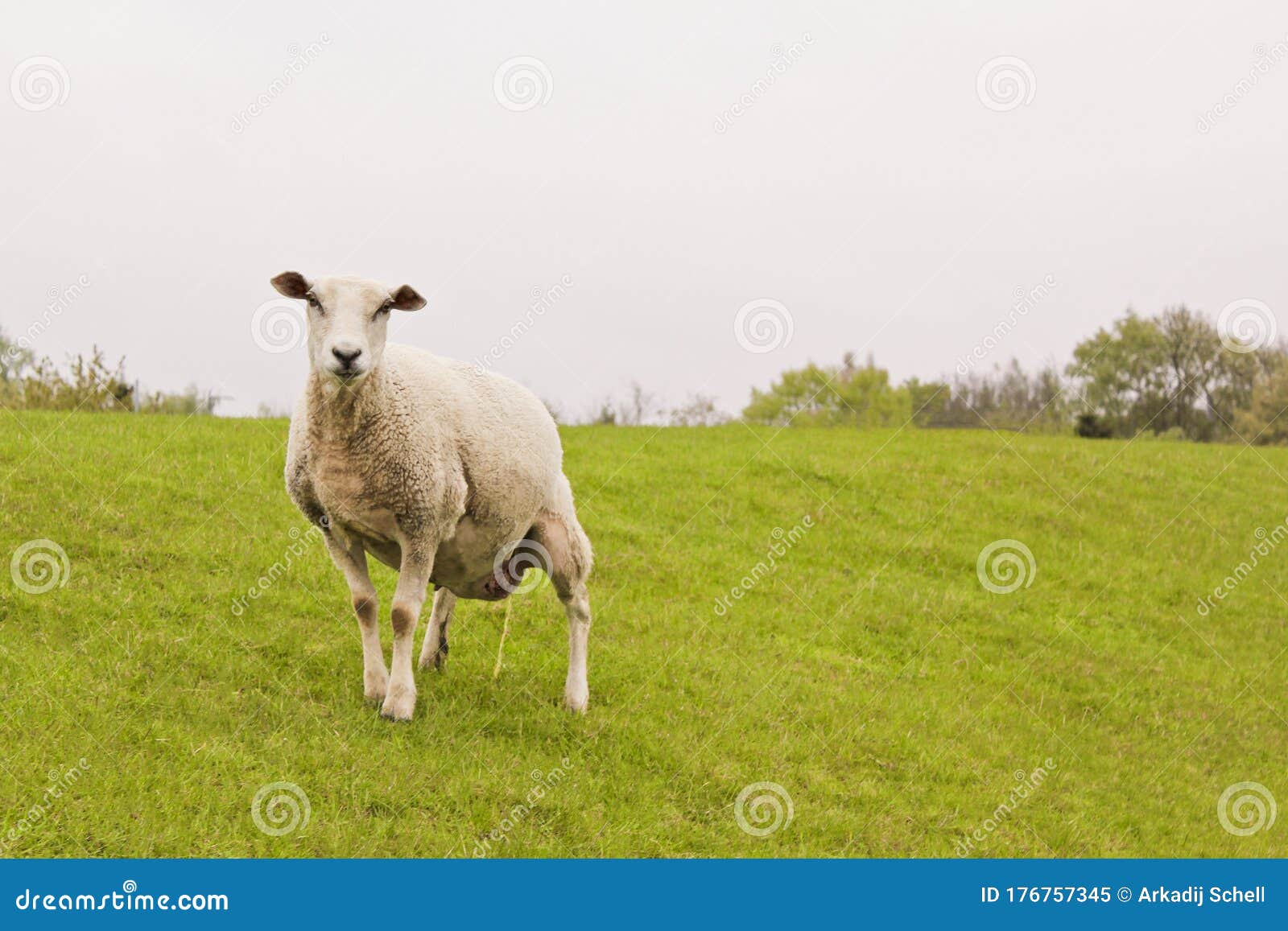 Sheep Pees on Green Meadow in Germany Stock Image - Image of grazing ...