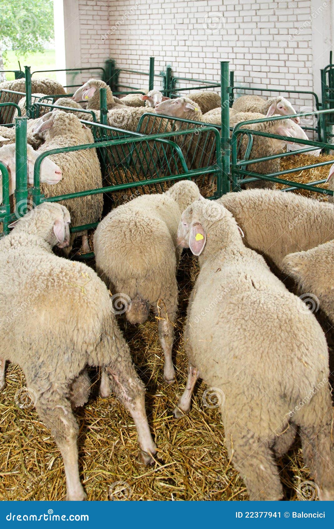 Sheep in pen stock image. Image of wool, flock, cote - 22377941