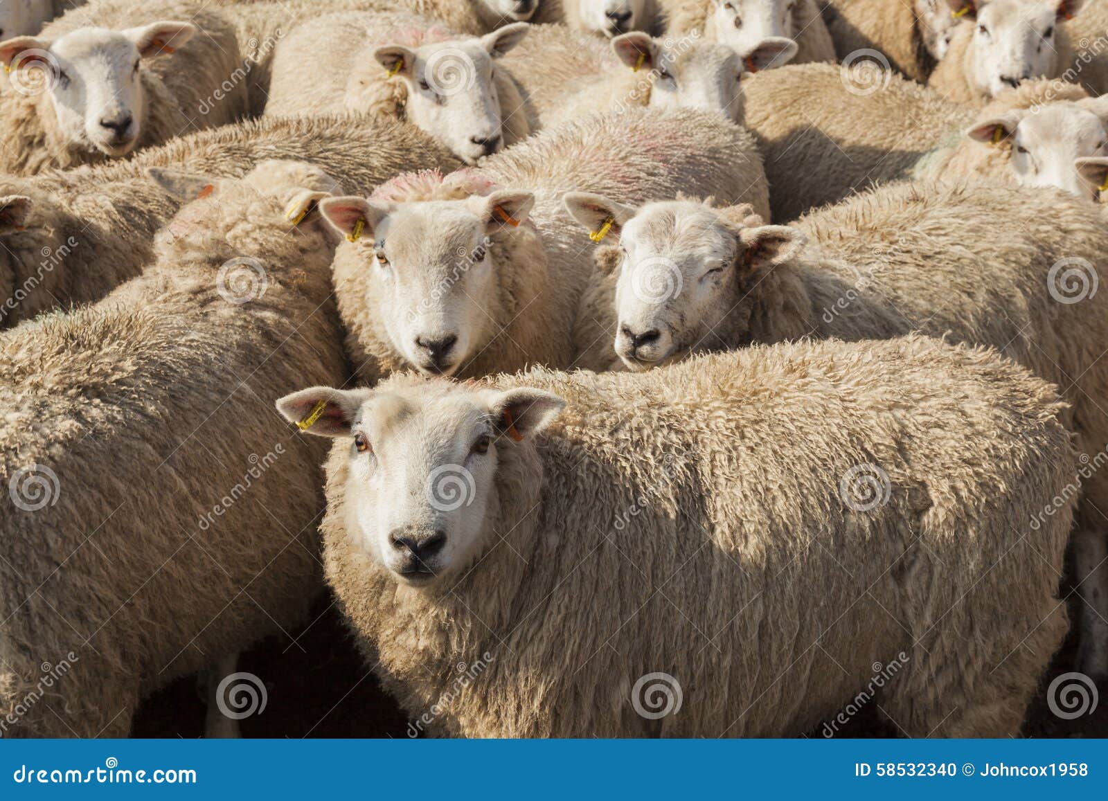 Sheep in pen. stock photo. Image of snout, animals, agriculture - 58532340