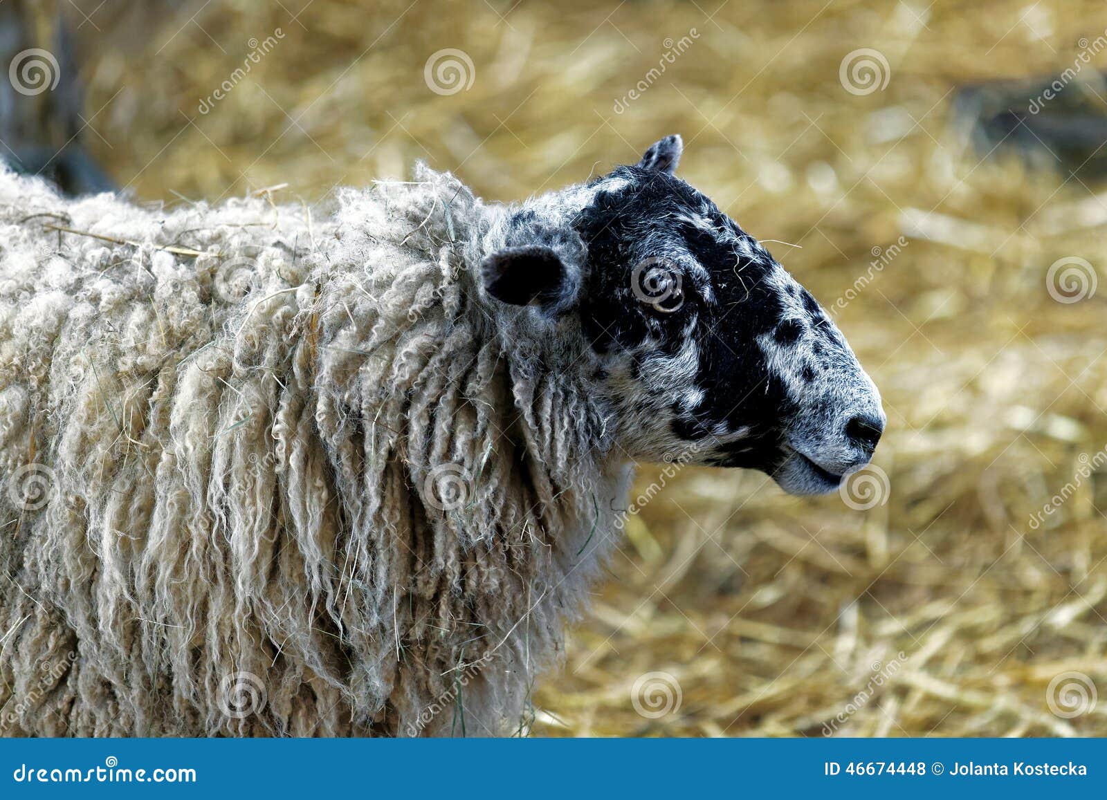 Sheep in a pen stock photo. Image of mutton, sheep, livestock - 46674448