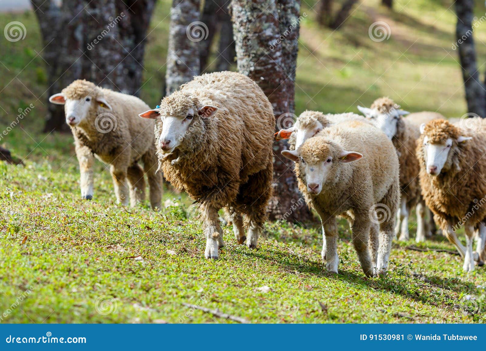 Sheep, pets. stock image. Image of nature, australian - 91530981