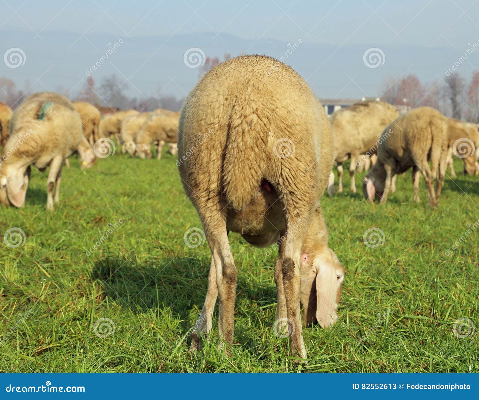 SHEEP Photographed from Behind Stock Image - Image of herding, grazing ...