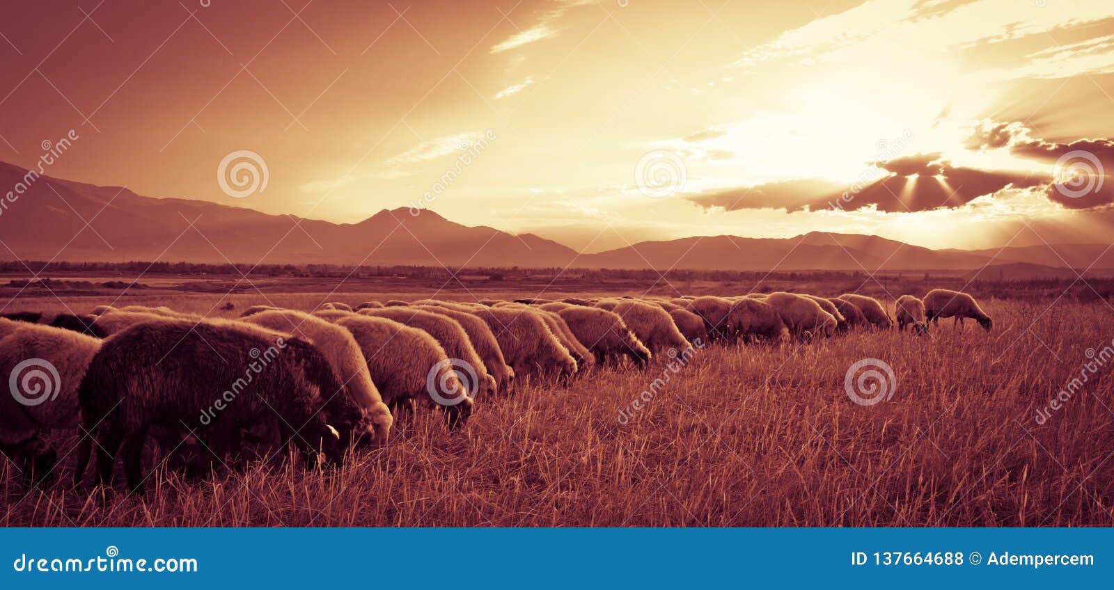 Sheep on Sunset stock photo. Image of animal, sunset - 137664688