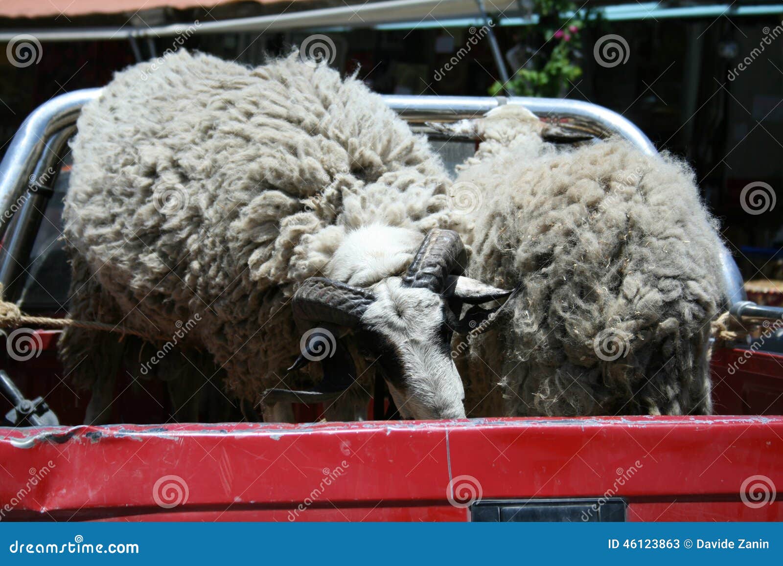 Sheep On Pickup Royalty-Free Stock Photo | CartoonDealer.com #46123863