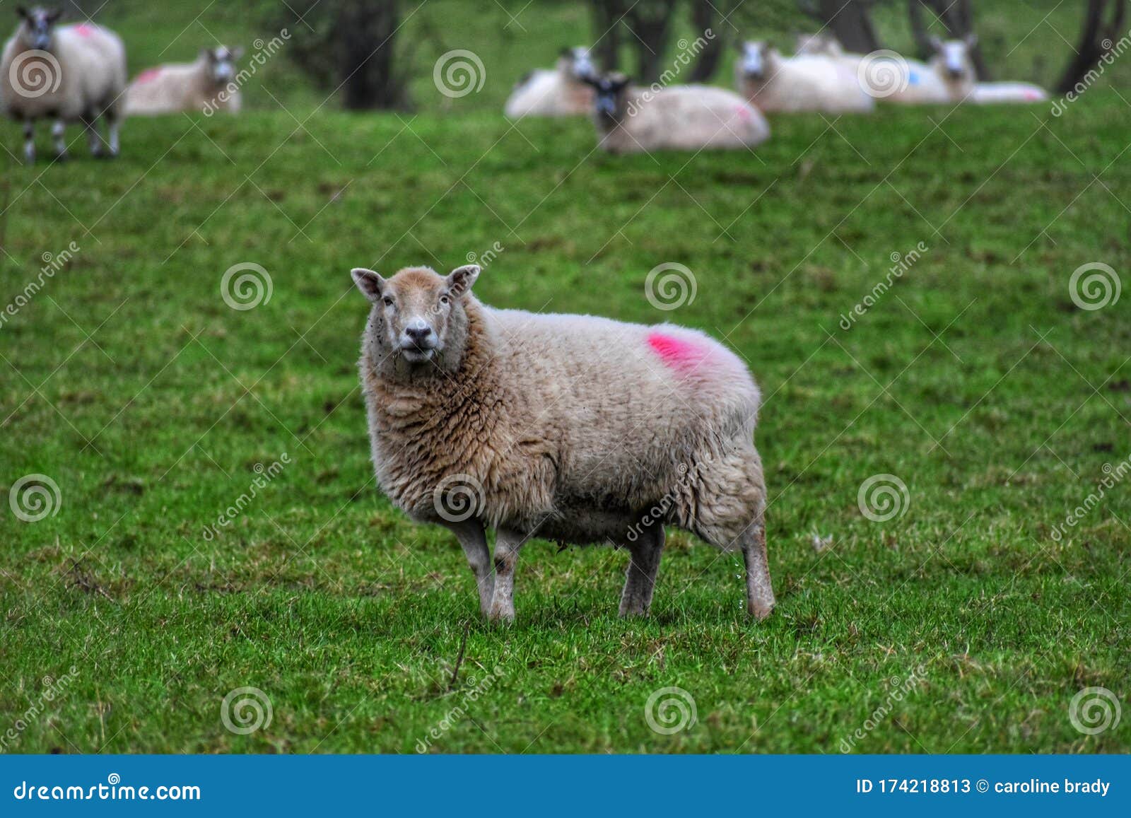 Sheep in the pink stock image. Image of pink, sheep - 174218813