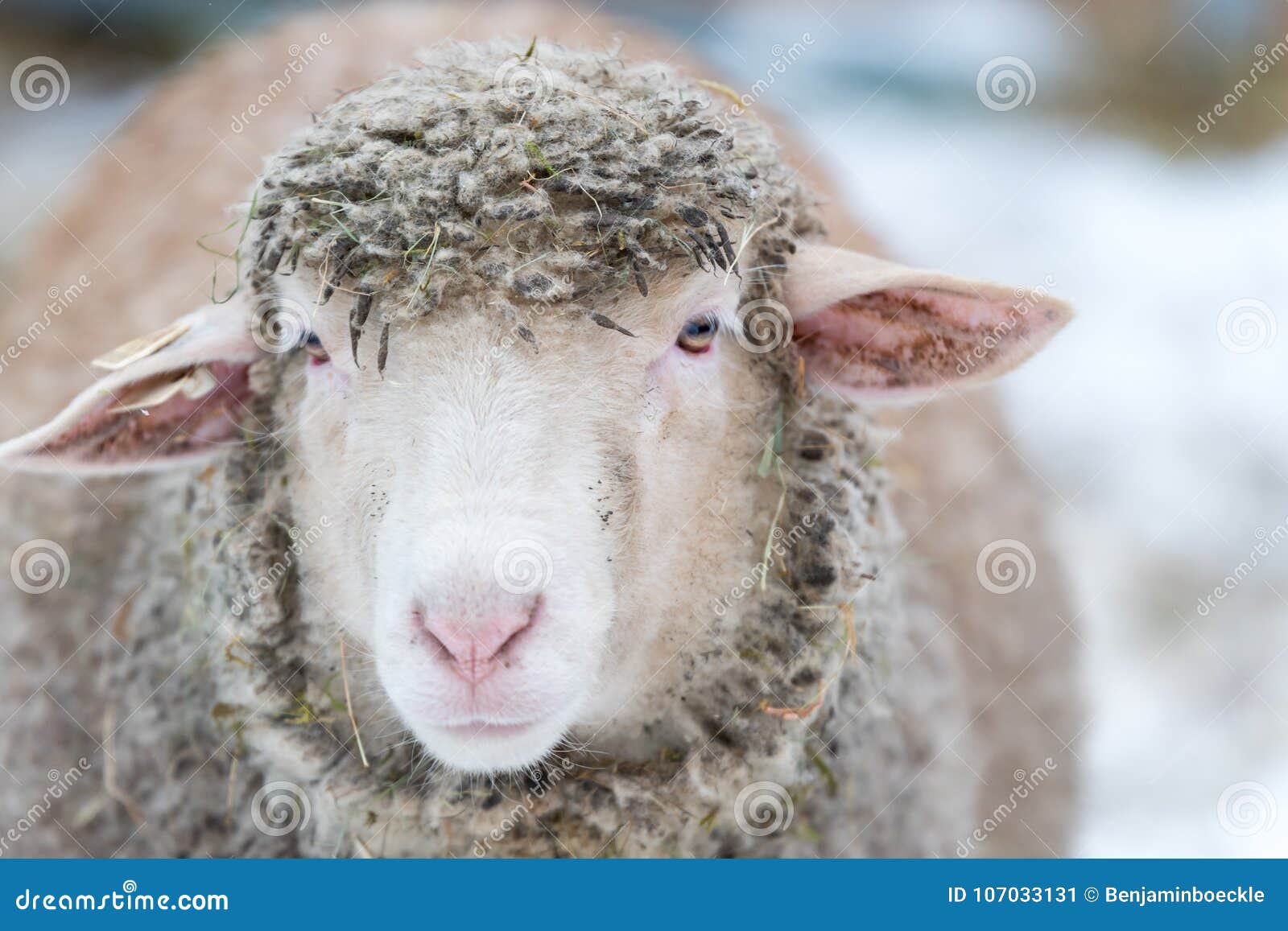 Sheep Playing Around in the Snow Stock Image - Image of caracul ...