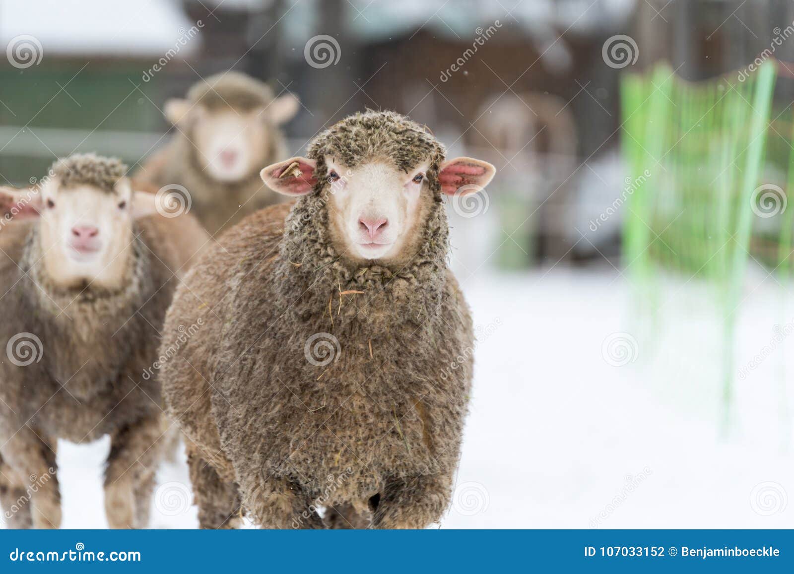 Sheep Playing Around in the Snow Stock Photo - Image of rural, field ...