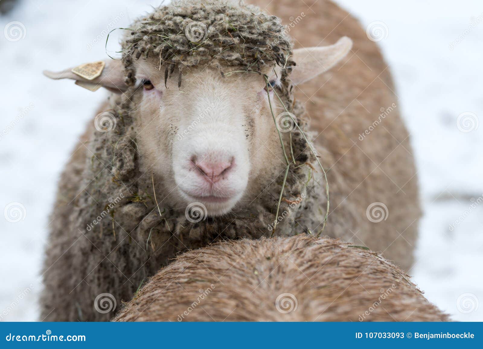 Sheep Playing Around in the Snow Stock Image - Image of agriculture ...