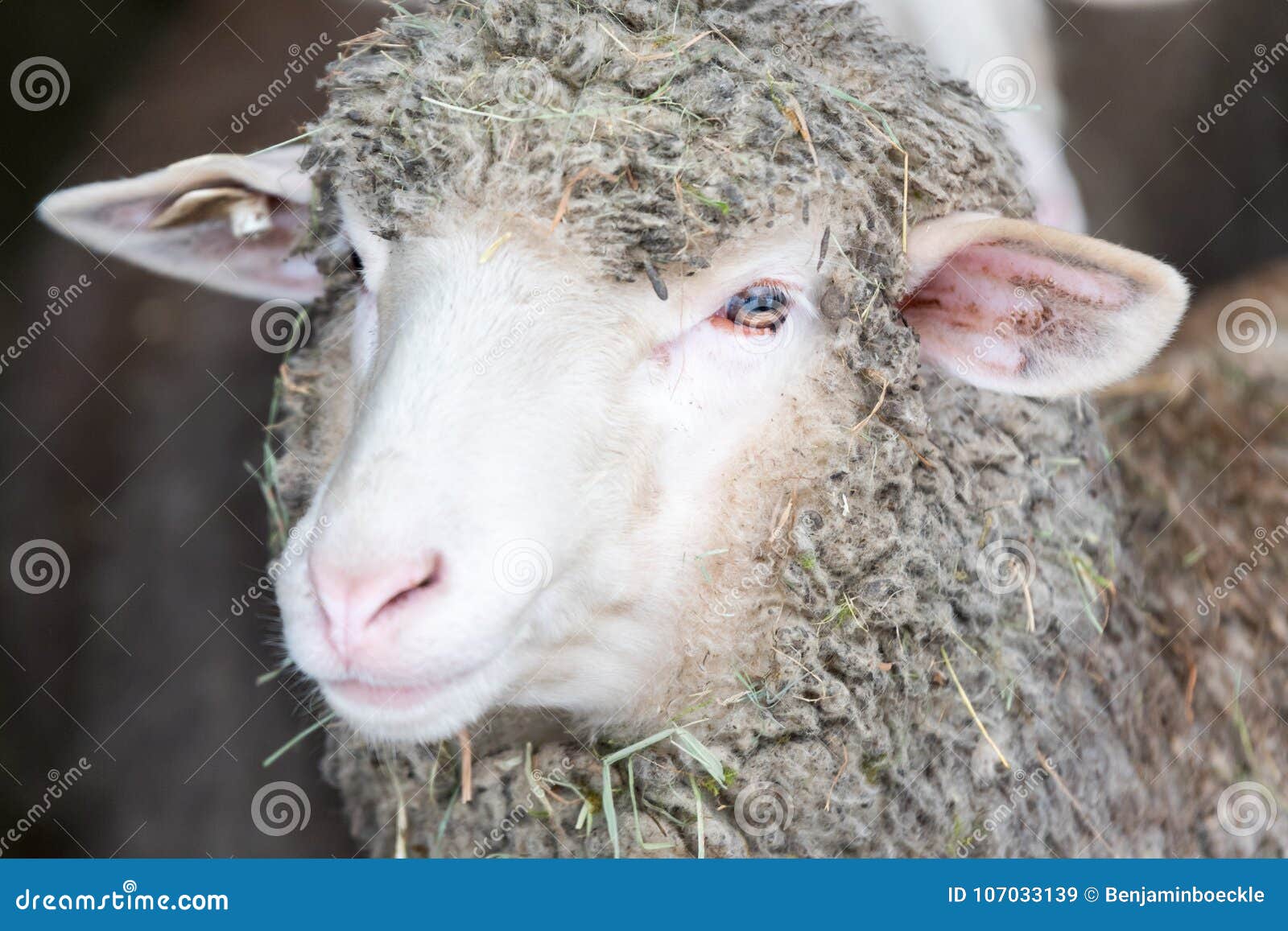 Sheep Playing Around in the Snow Stock Image - Image of mammal, animal ...