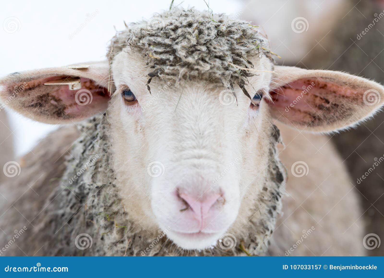 Sheep Playing Around in the Snow Stock Image - Image of landscape ...