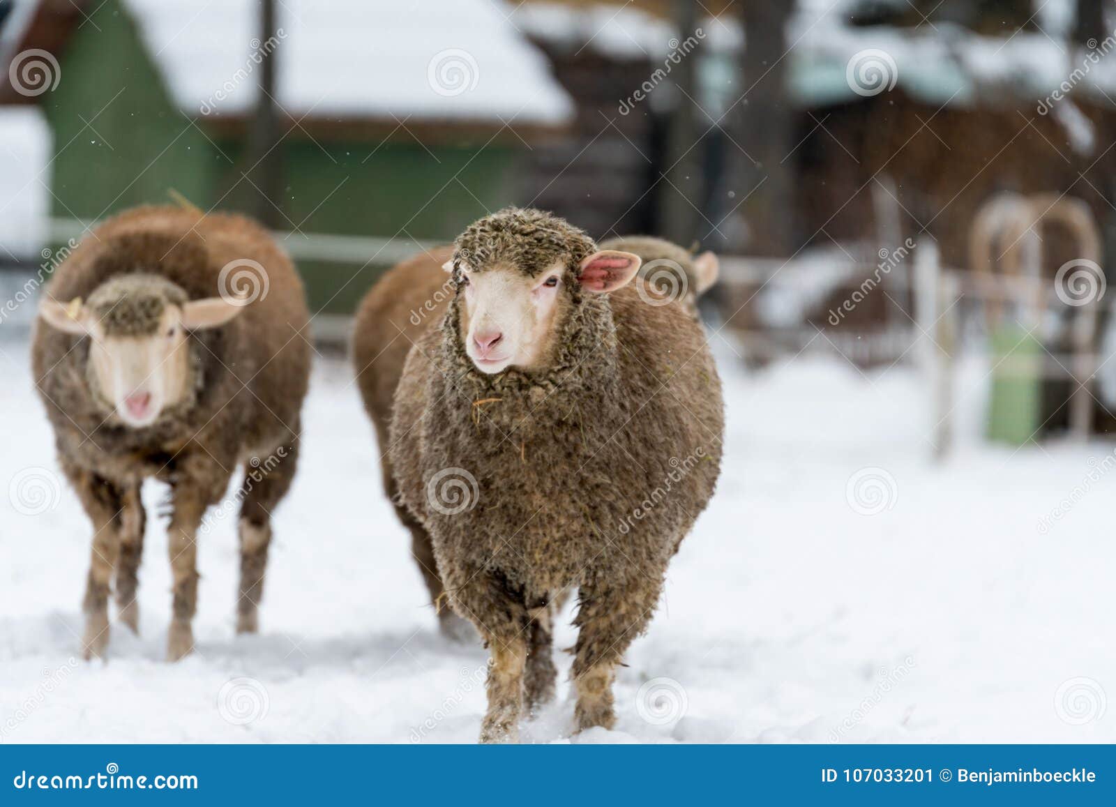 Sheep Playing Around in the Snow Stock Image - Image of agriculture ...