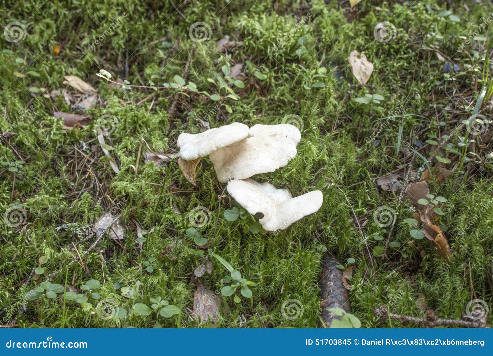 Sheep polypore stock image. Image of bright, grifola - 51703845
