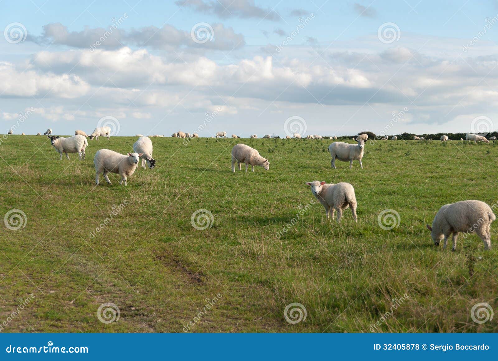 Sheep in Port Isaac stock photo. Image of green, wool - 32405878