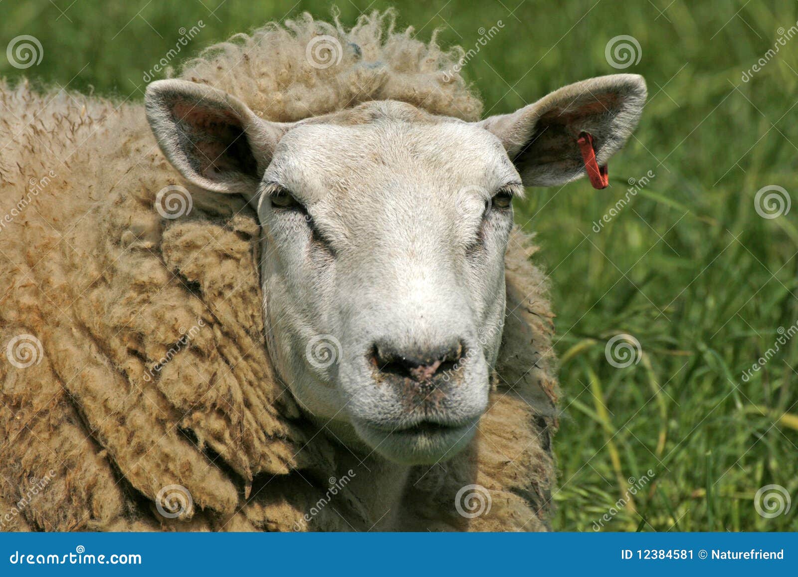 Sheep, Portrait stock image. Image of brown, sheep, europe - 12384581