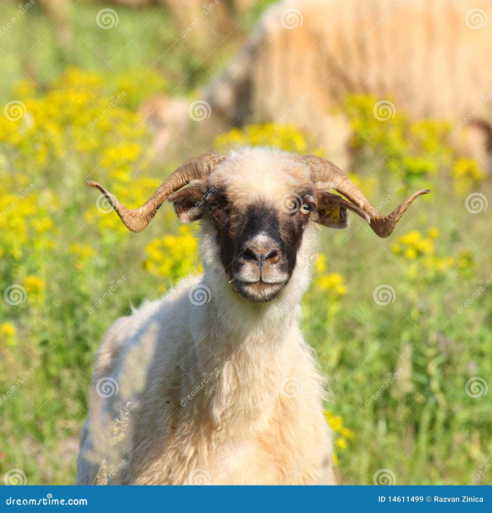 Sheep portrait stock image. Image of domestic, farmland - 14611499