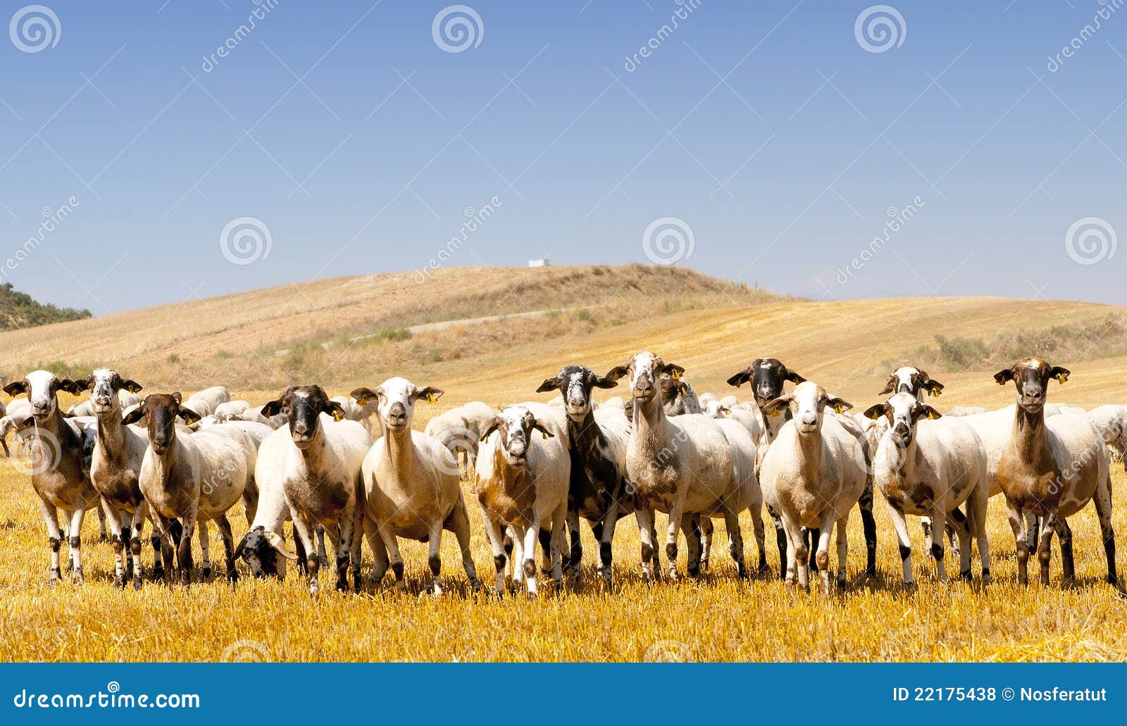 Sheep portrait stock photo. Image of nature, wheat, portrait - 22175438