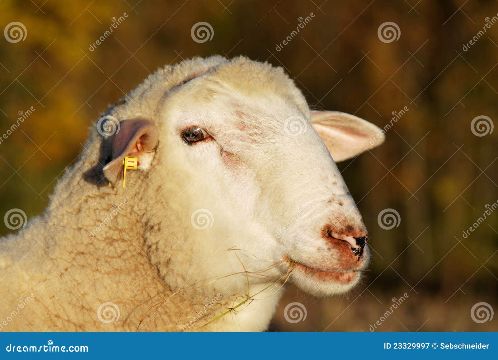 Sheep Portrait stock image. Image of quiet, animal, nature - 23329997