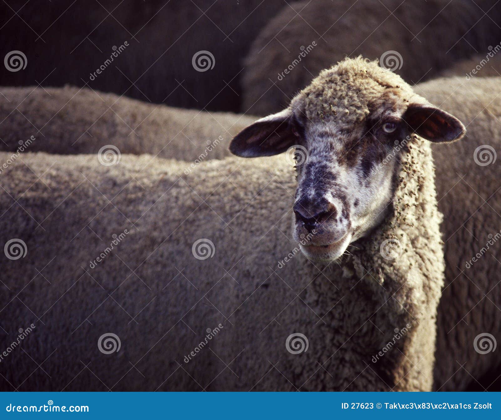 Sheep portrait stock image. Image of farm, clip, looking - 27623